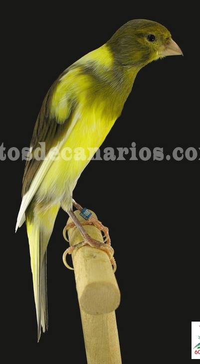 Scotch Fancy :: Canarios-de-postura. Estándar y RUCE OMJ