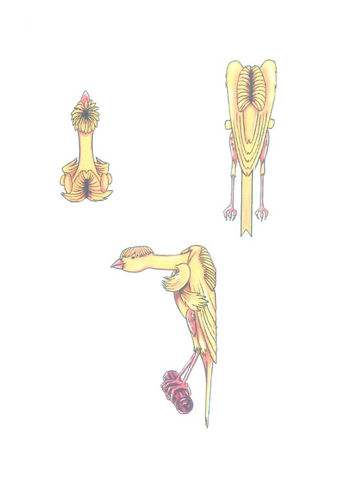 BENACUS :: Canarios-de-postura. Estándar y RUCE OMJ